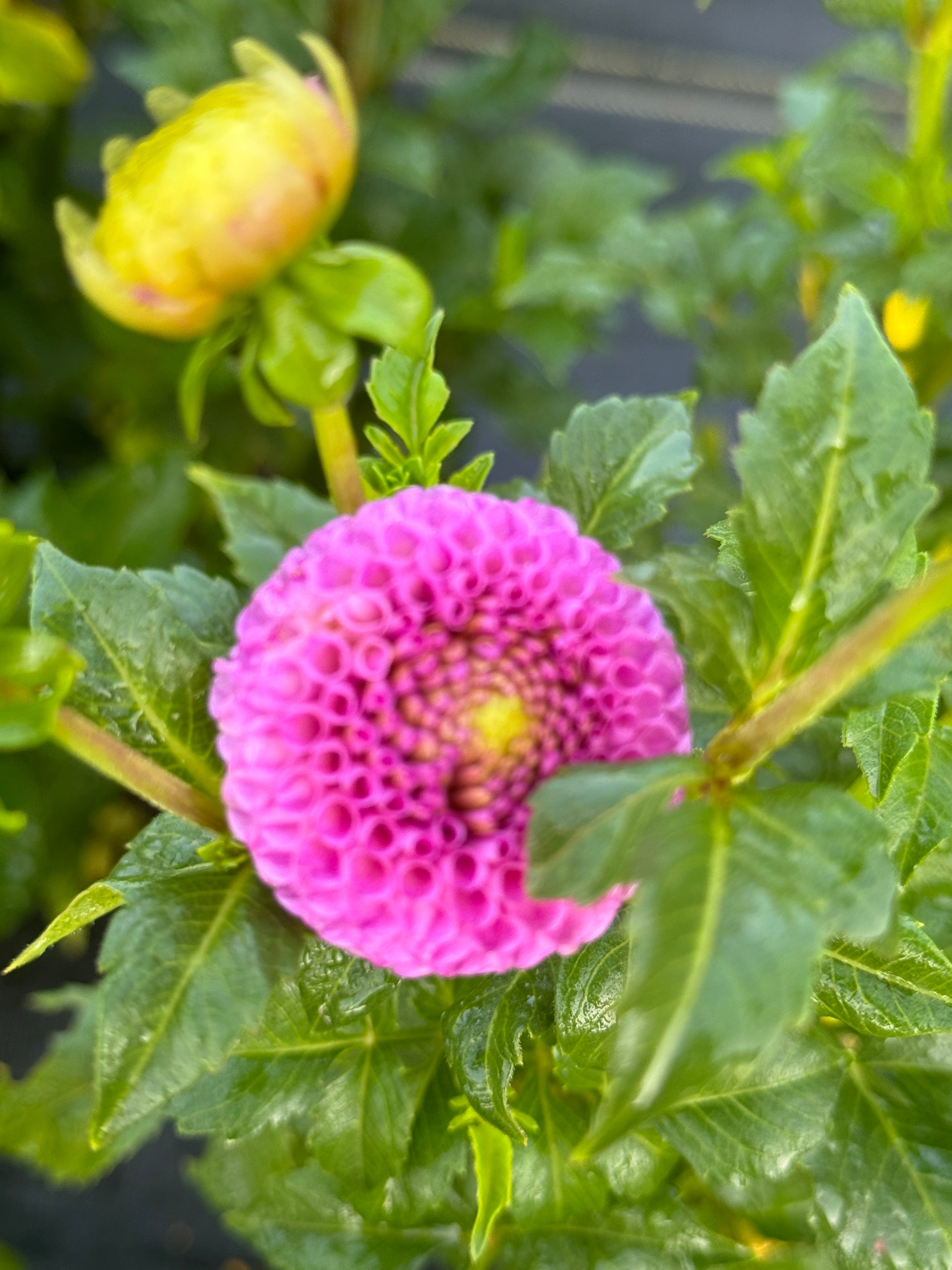 Frank Holmes – TLC Flowers on Upton Road