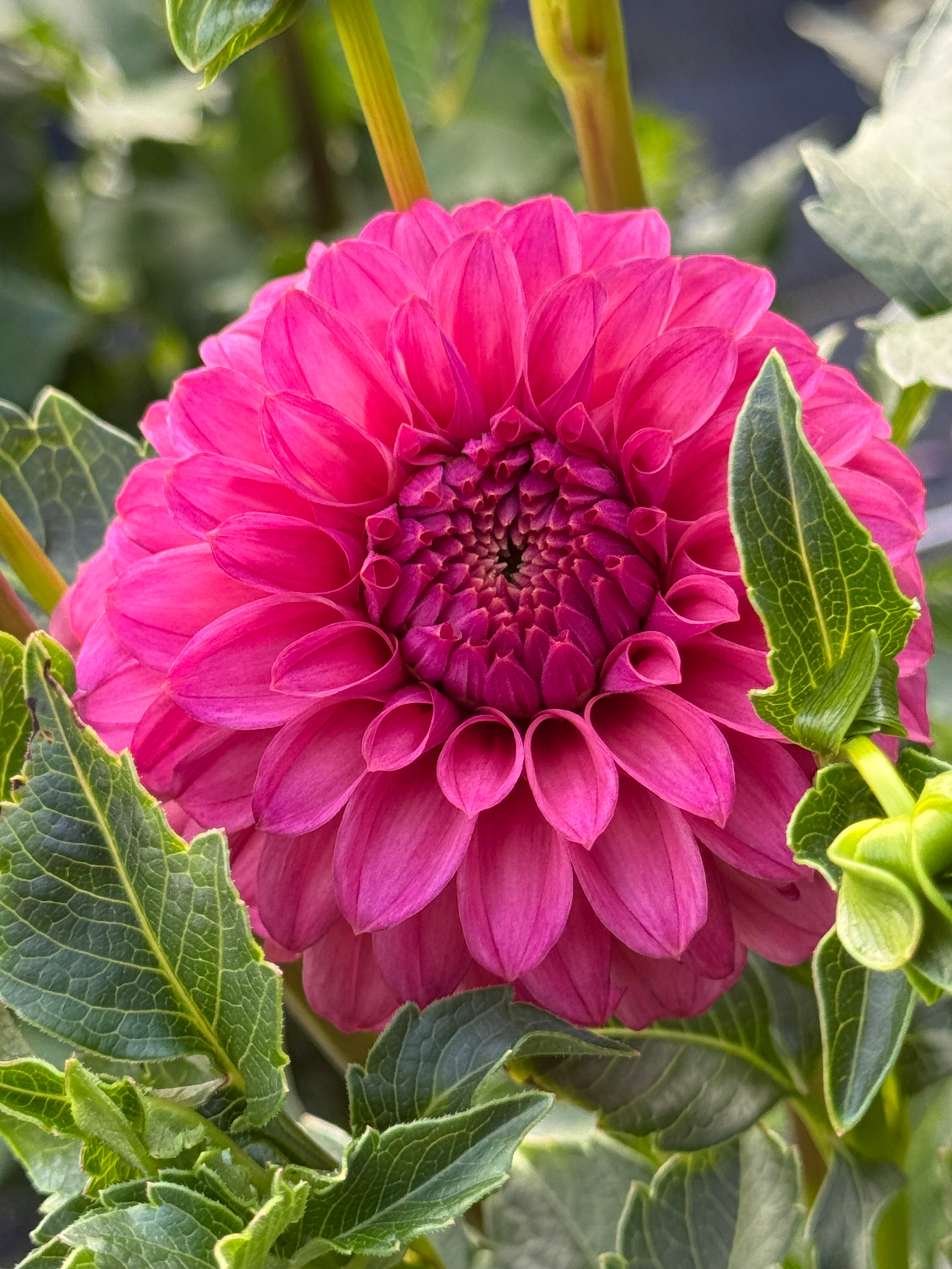 SC-KERE – TLC Flowers on Upton Road