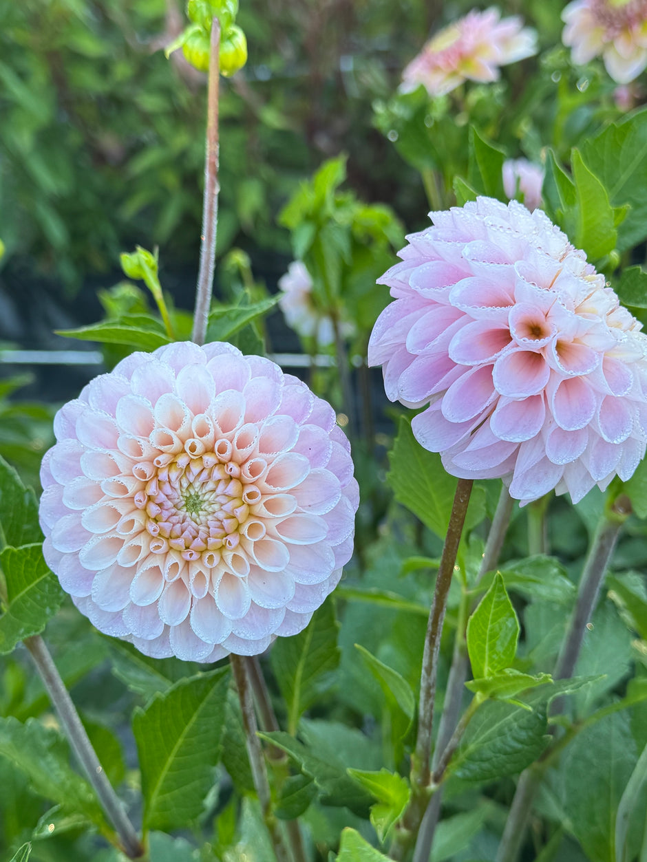 Products – TLC Flowers on Upton Road