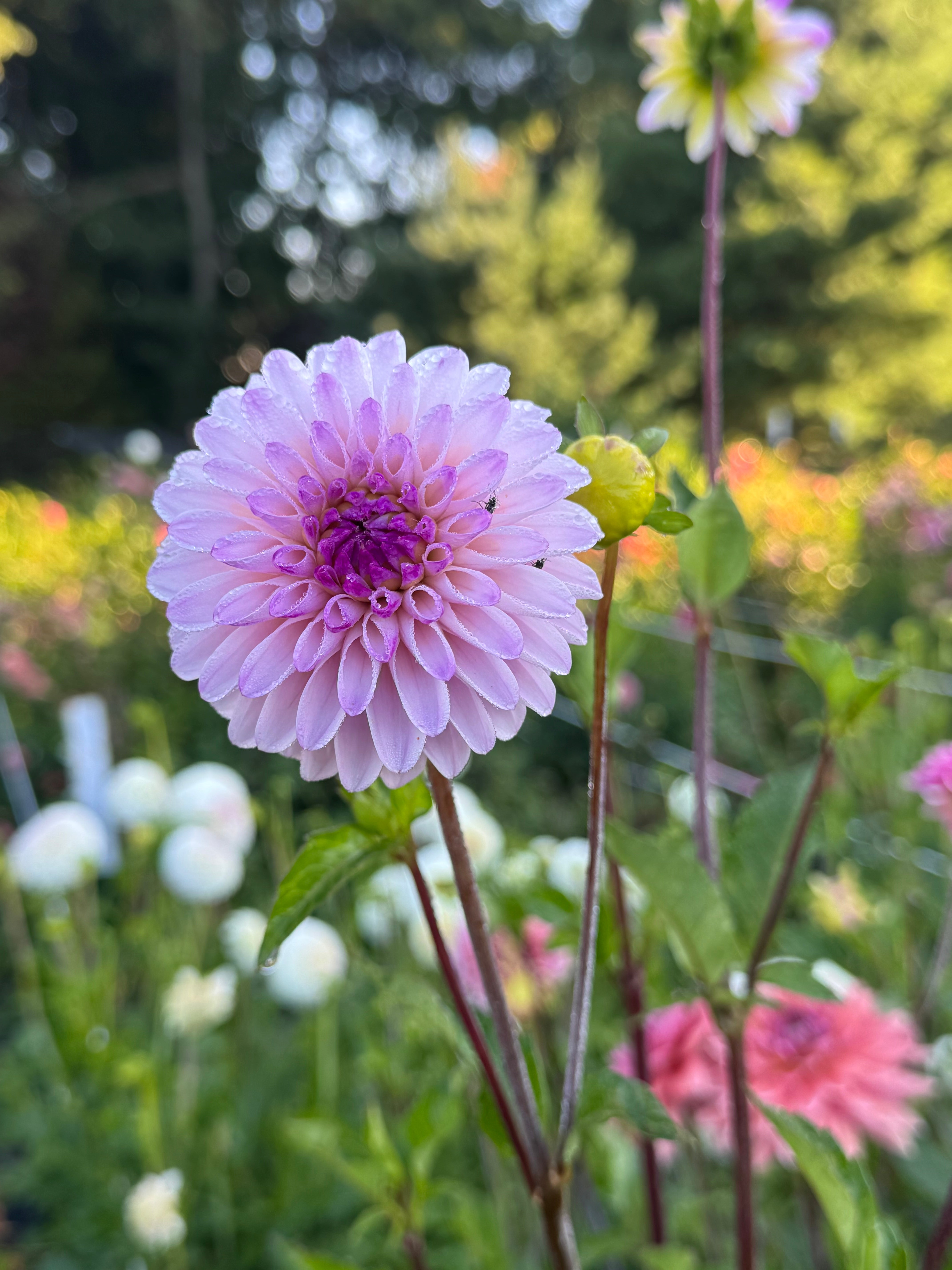 Wyoming Frost – TLC Flowers on Upton Road
