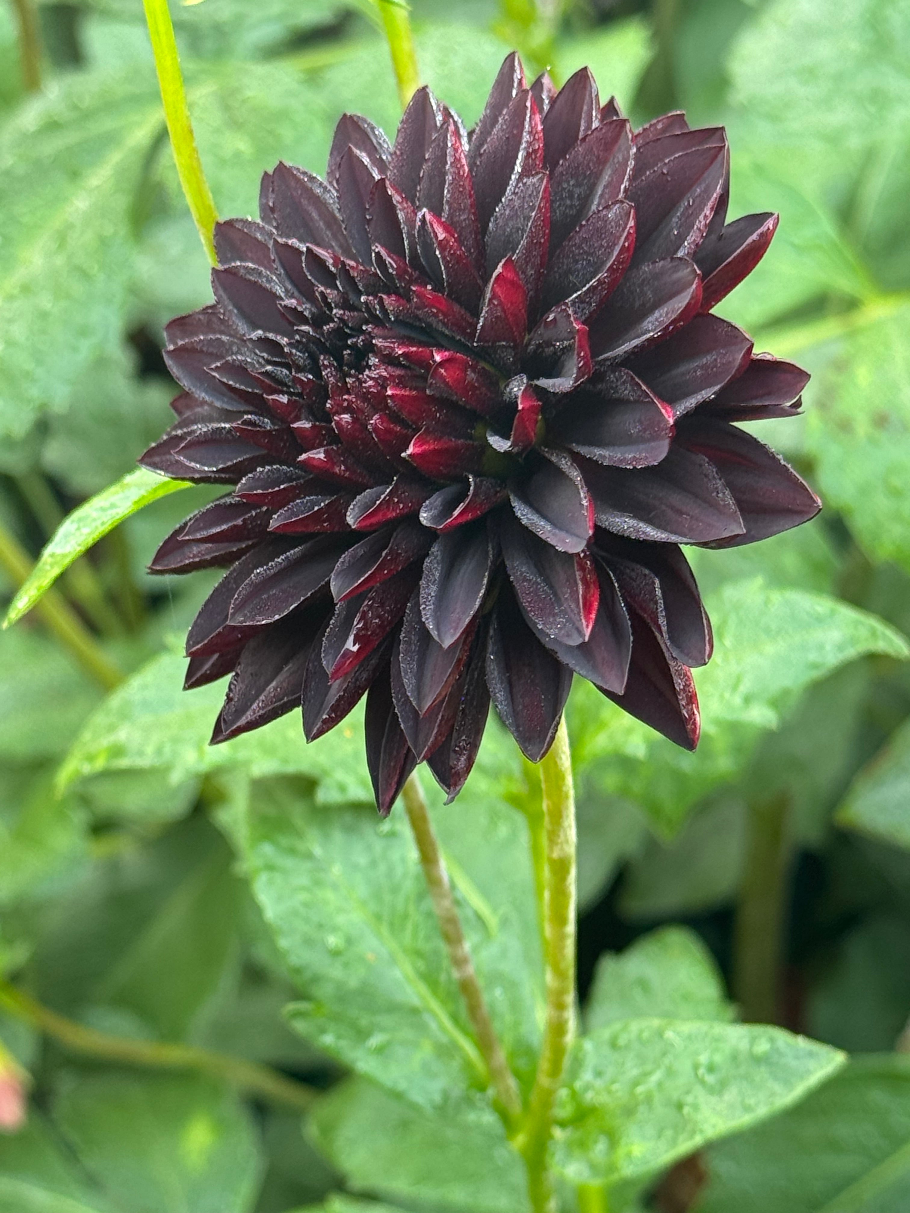 Czarny Charakter – TLC Flowers on Upton Road